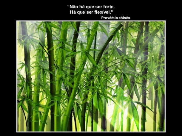 A lição do Bambu Chinês. | China na minha vida